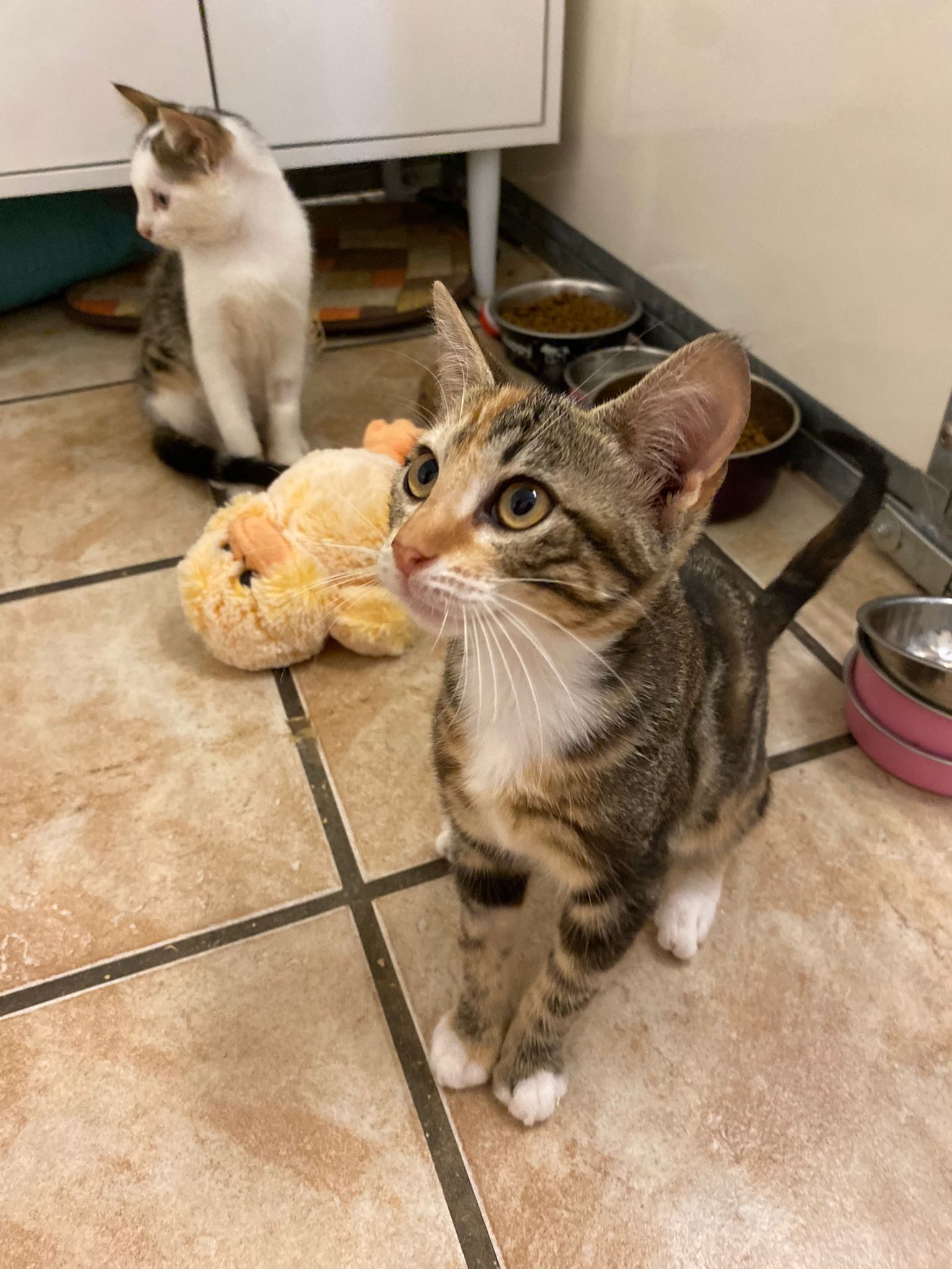 Cats Available For Adoption | Chats Du Quercy