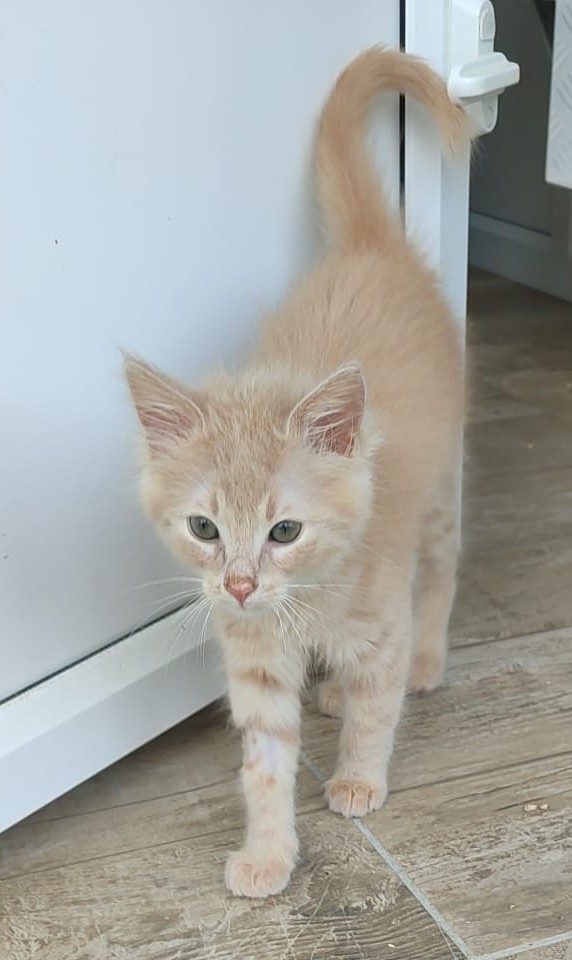 Winne and Bunty (7) | Chats Du Quercy