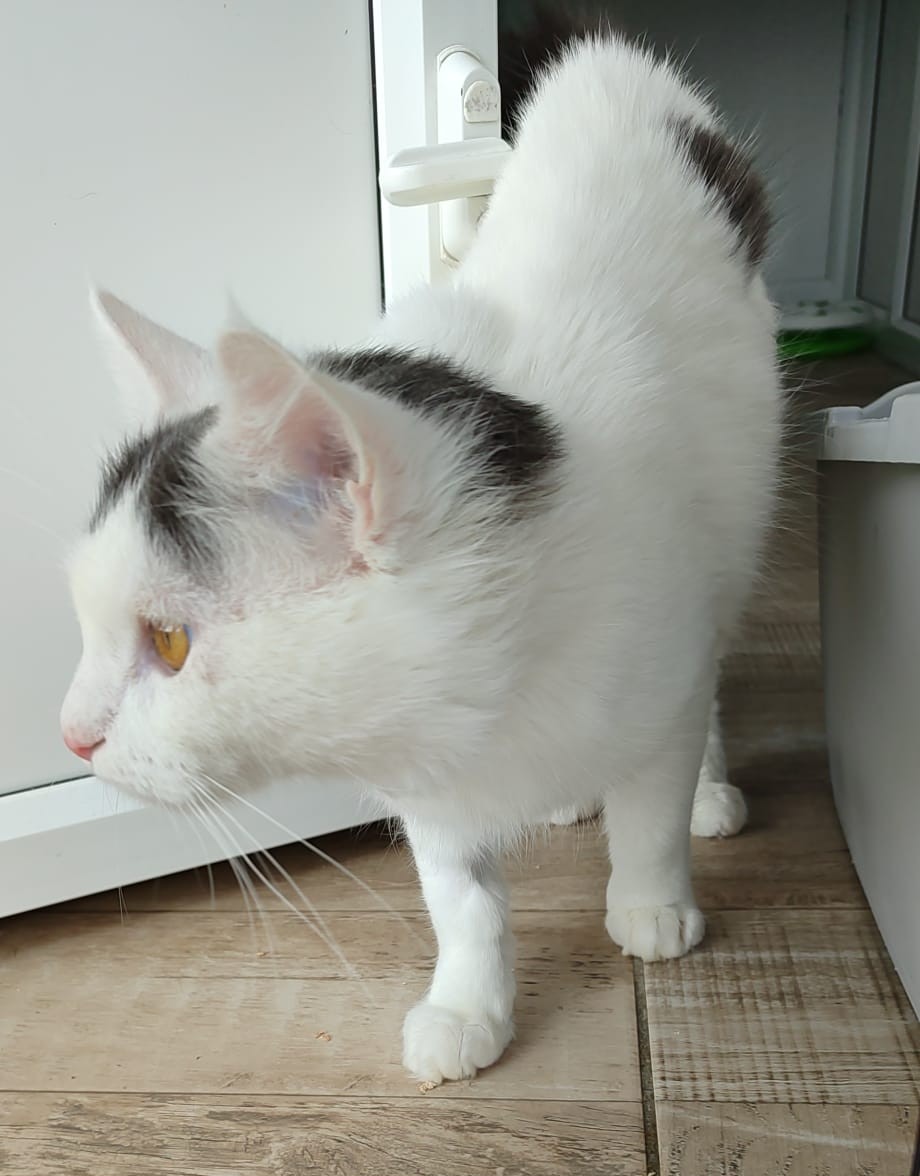 Tibo | Chats Du Quercy